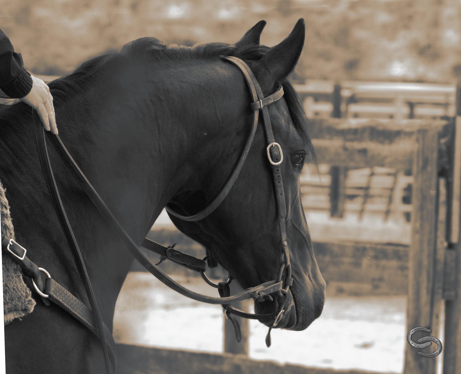 about - Got Cow Horse WORKS!