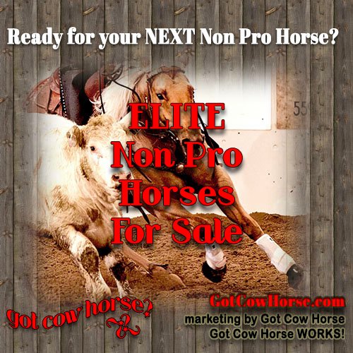 non pro horses Archives - Got Cow Horse WORKS!